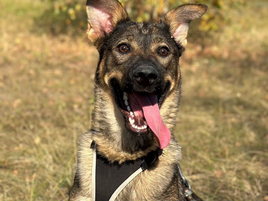 Собака в добрые руки