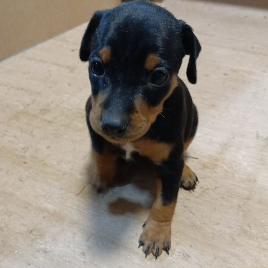 Цвергпинчер, щенок