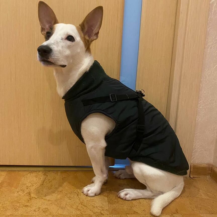 Отдам бесплатно жилетки