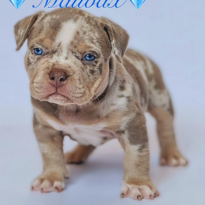 Американский булли, рассрочка