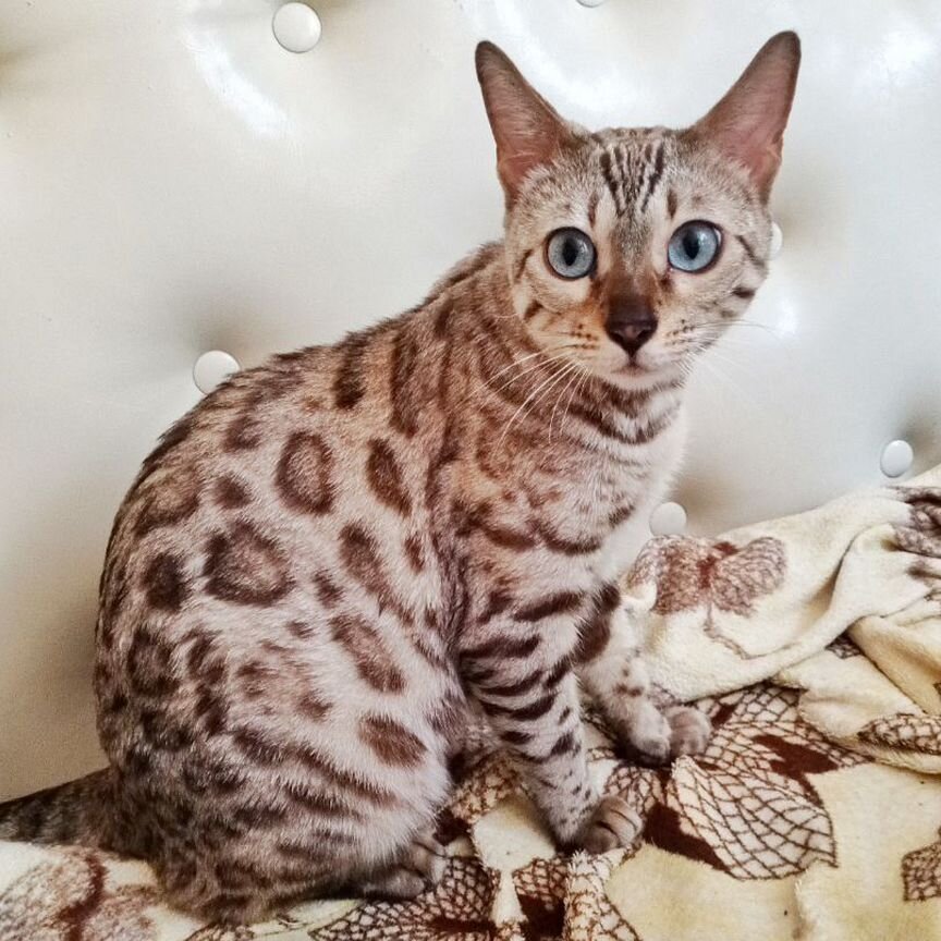 Бенгальская кошечка