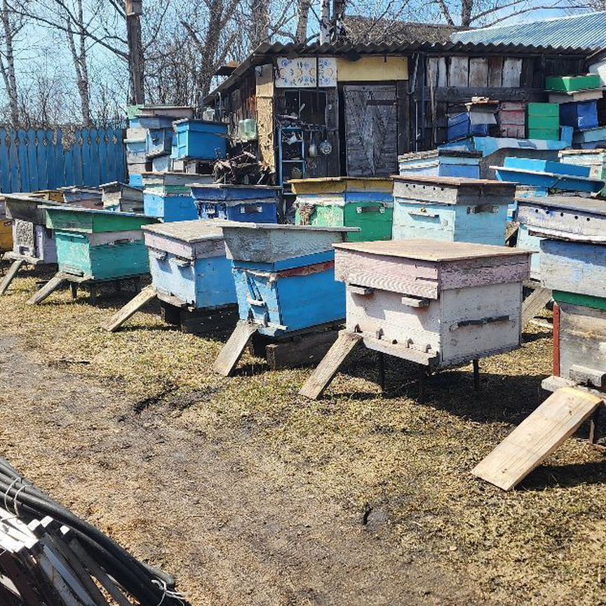 Пчелы и улья красноярск