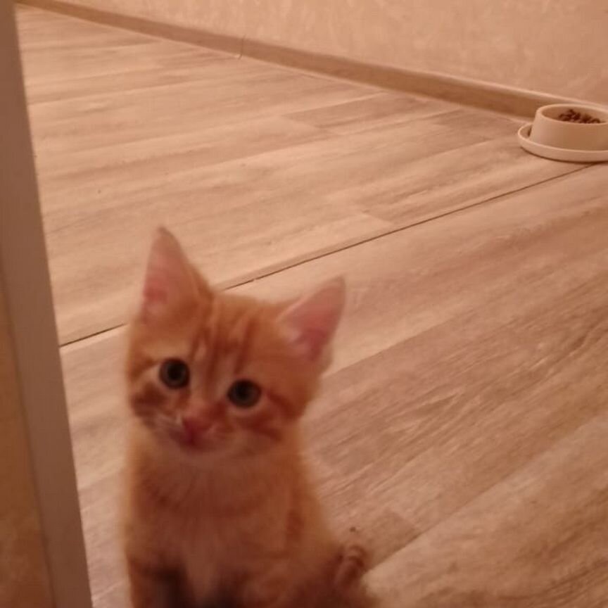 Котики в добрые руки