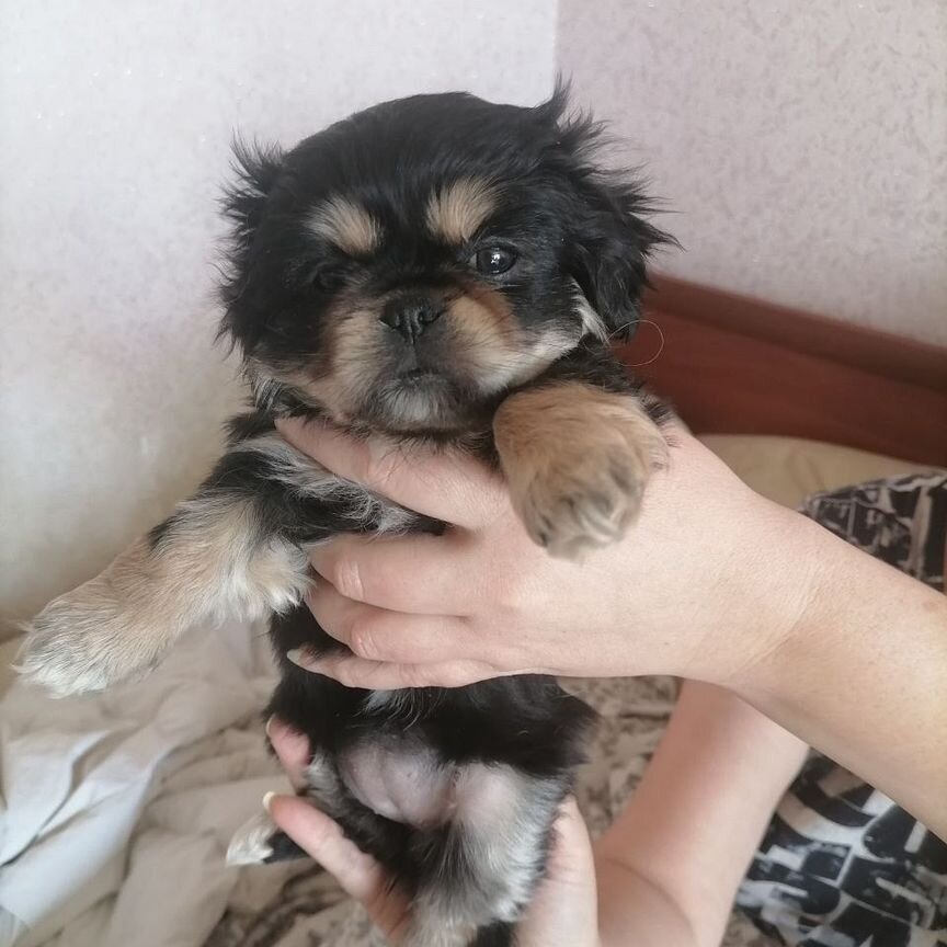 Щенки пекинеса