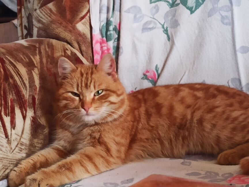 Кот Рыжик 2 года