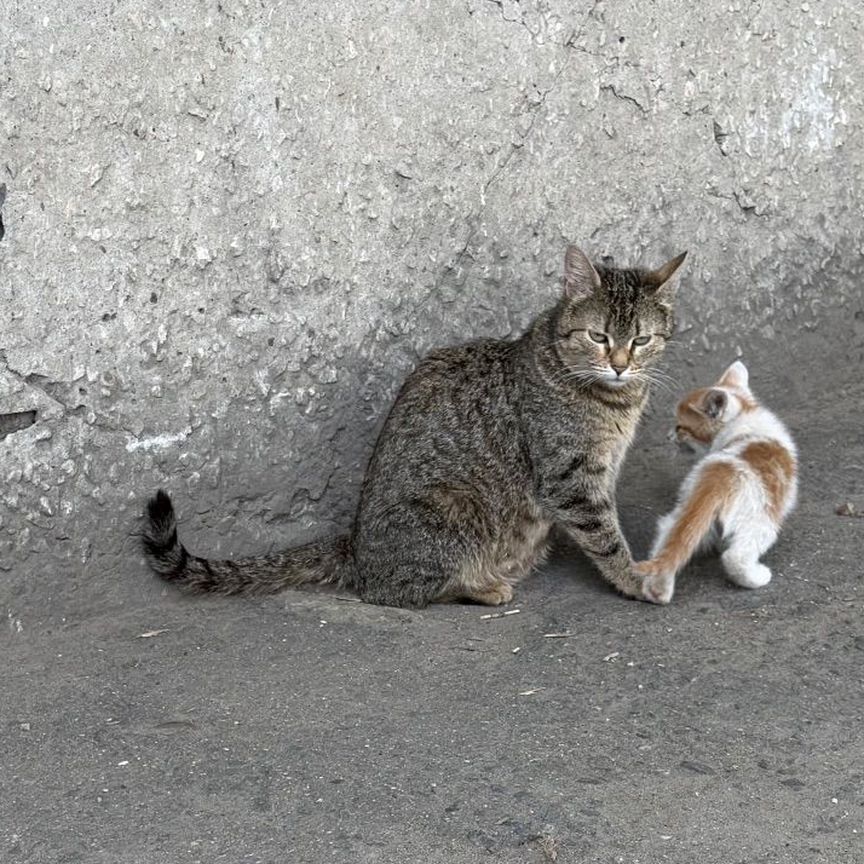 Взрослая, кошка в добрые руки