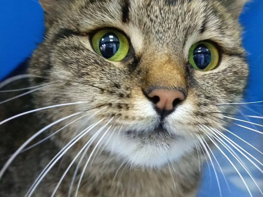 Ириска-замечательная малышка