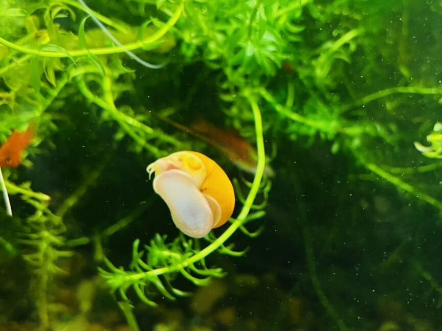 Ампулярии и элодея