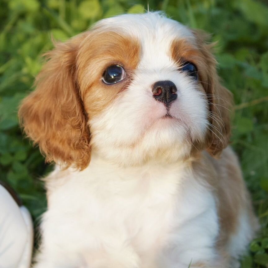 Кавалер кинг чарльз спаниель