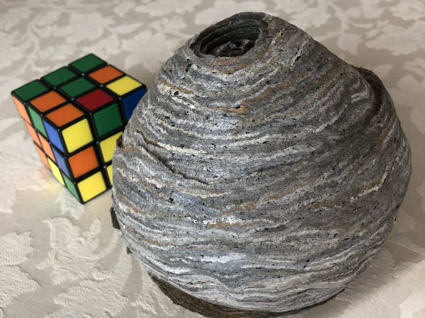 Гнездо осиное большое