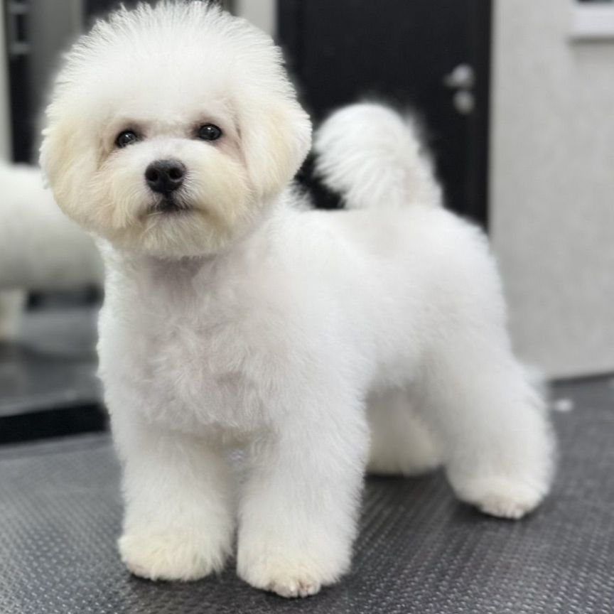 Бишон фризе, щенок