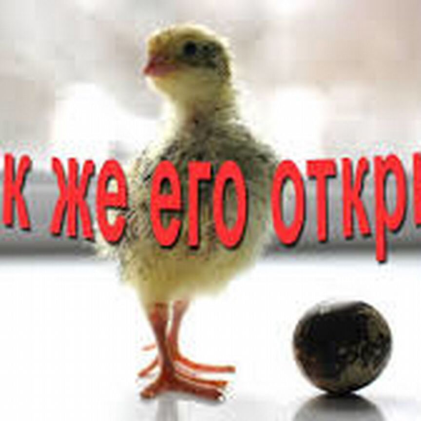 Ножницы для перепелиных яица