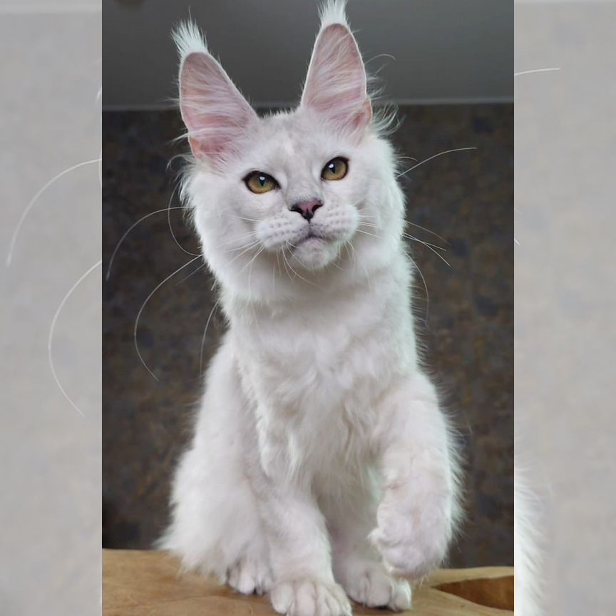 Мейн-кун котёнок