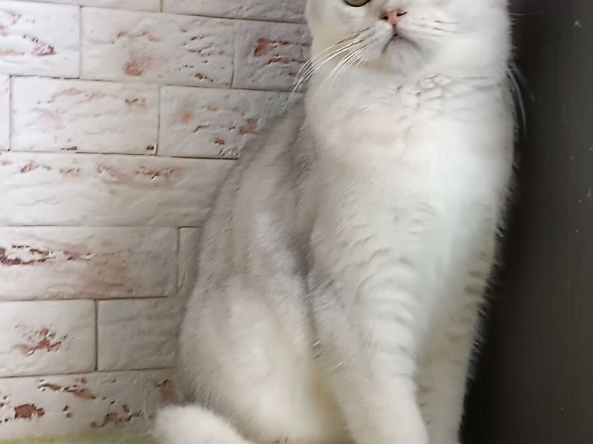 Шотландский вислоухий кот