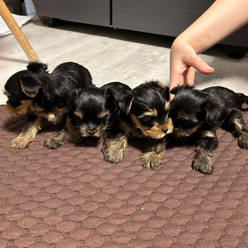 Йоркширский терьер щенки стандарт