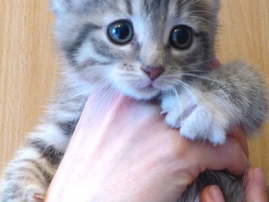 Нежный цветочек- котенок Ласточка, девочка