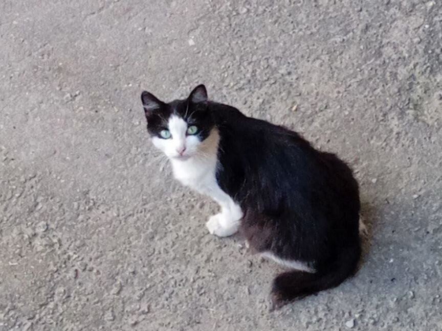 Кошка Муся ищет добрые ручки