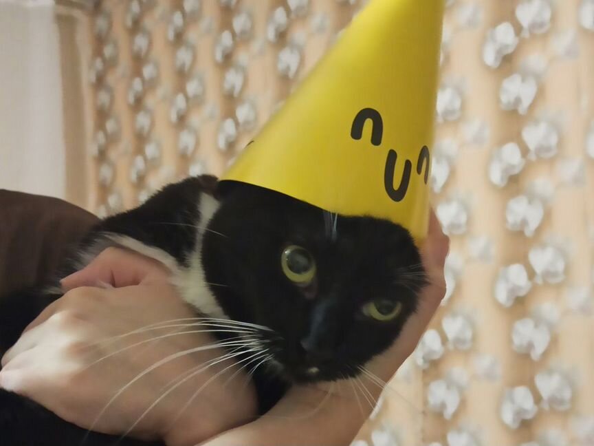 Кошка принцесса ищет новый дом