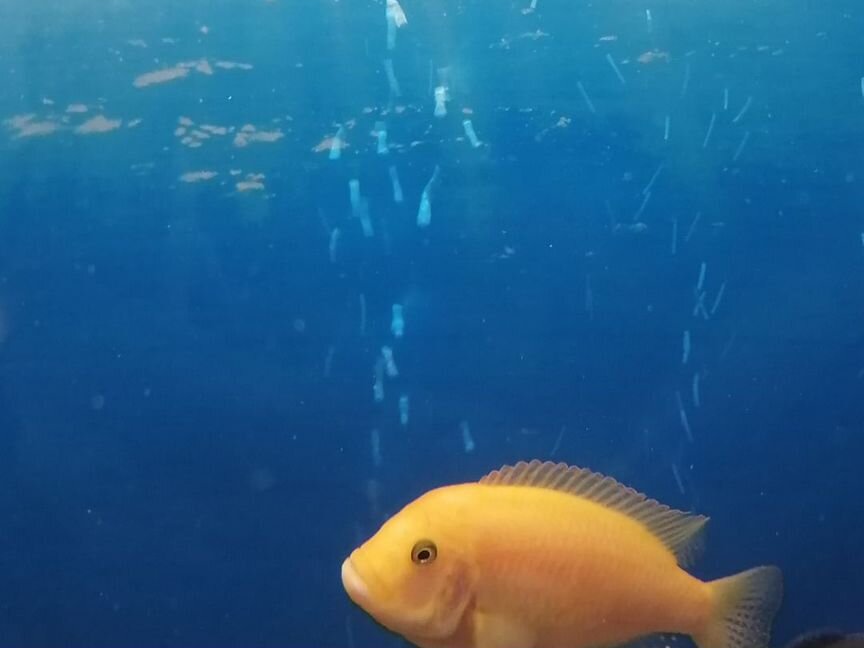 Метриаклима Эстерае