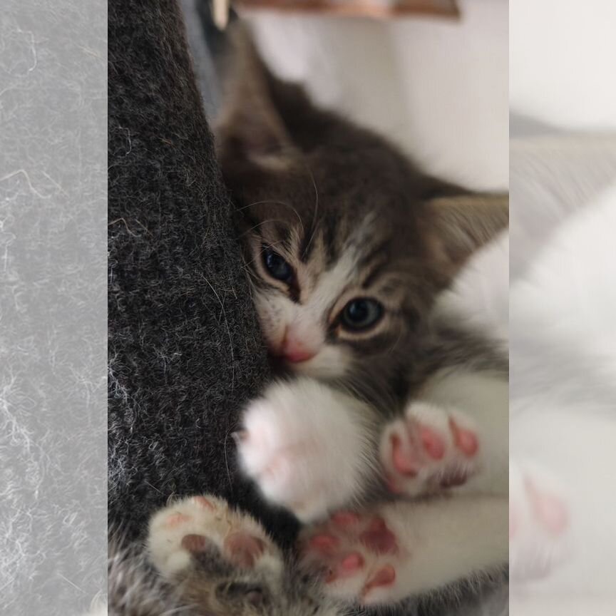 Котёнок в добрые руки