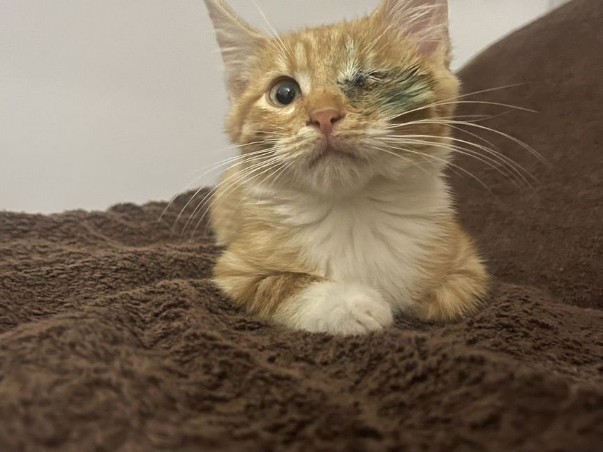 Рыжий котенок в добрые руки