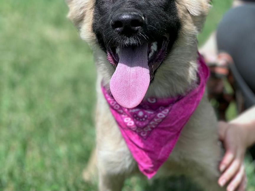 Щенок из приюта