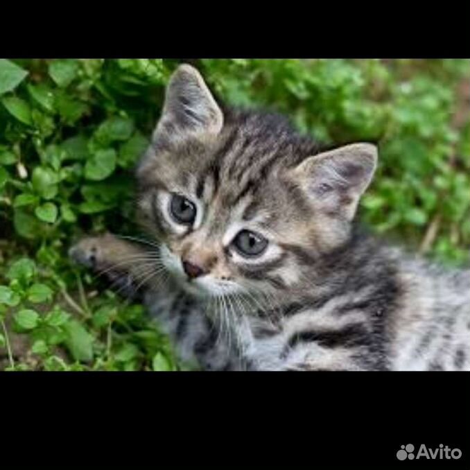 Котенок маленький тигренок