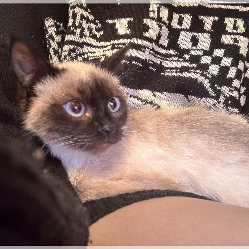 Сиамский котёнок