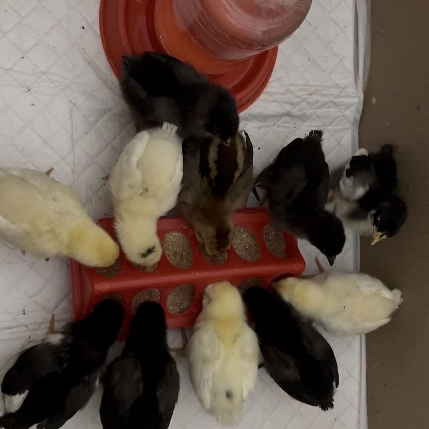 Цыплята недельные