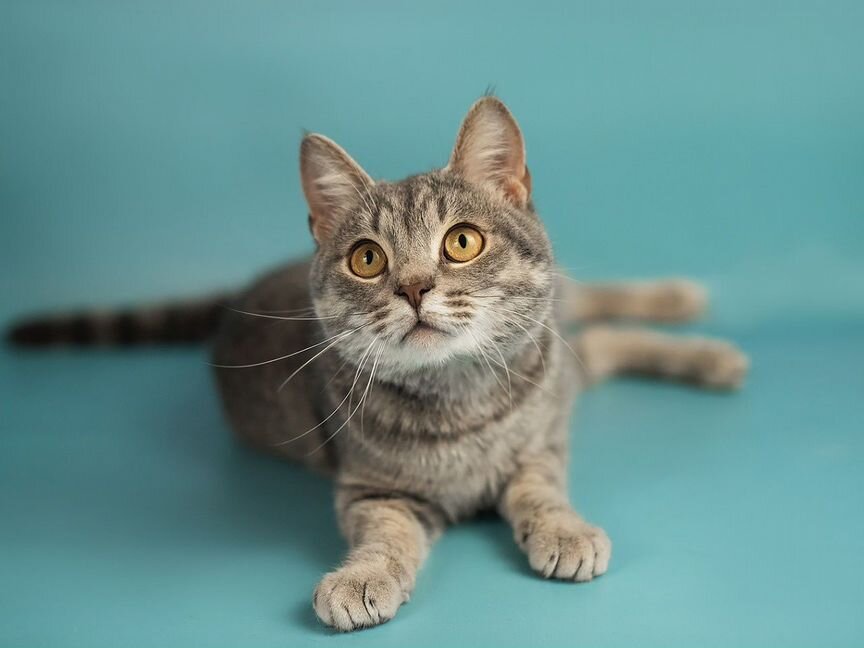 Кот Айкос, 1 год