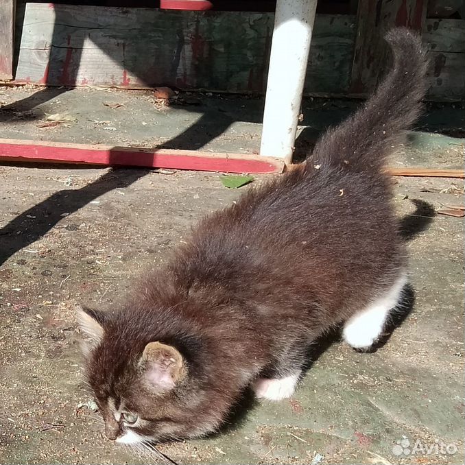 Шустрые котята