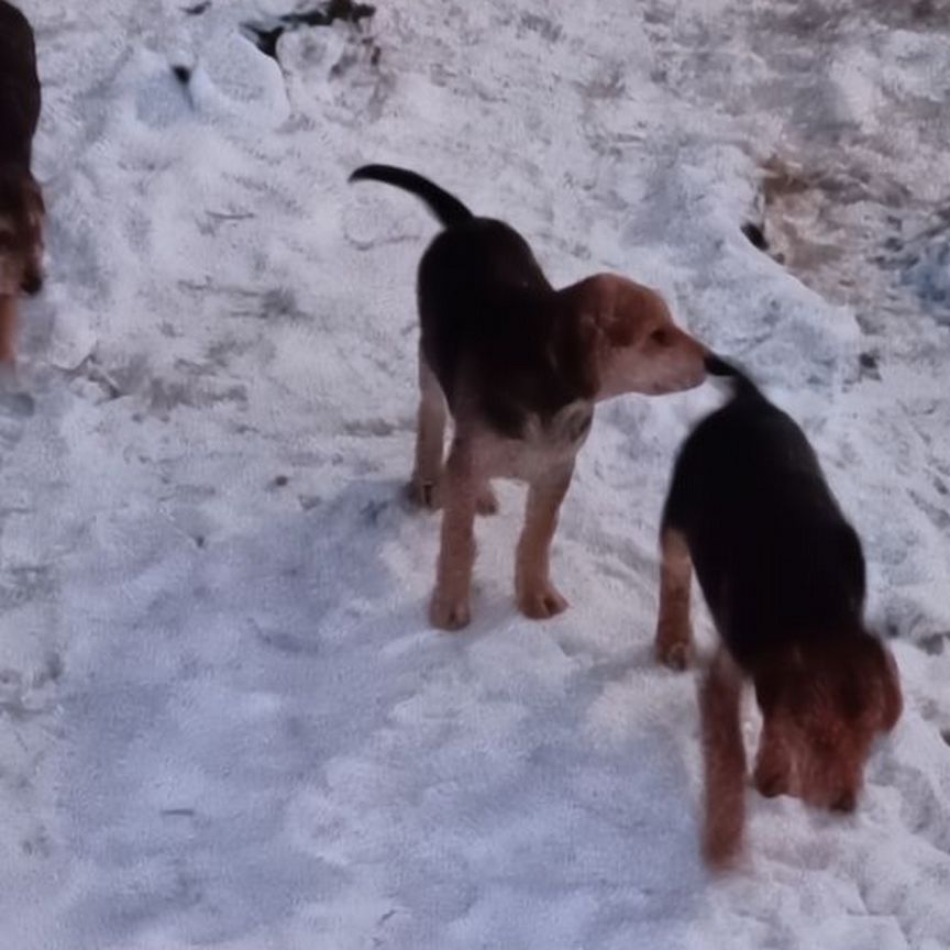 Русская гончая, щенок