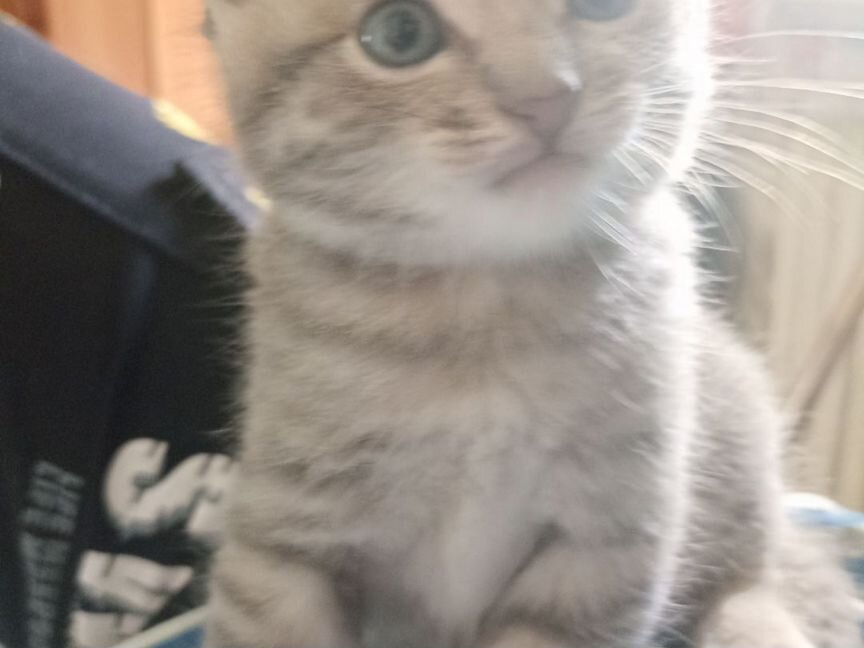 Шотланский вислоухий котенок