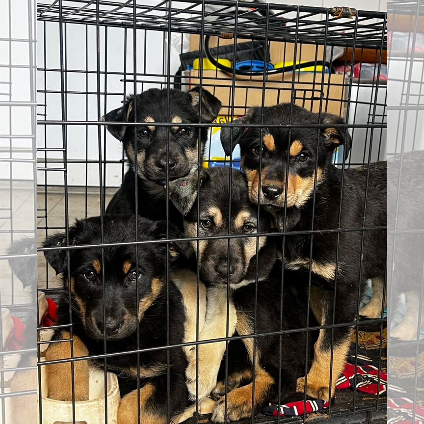 Щенок в добрые руки