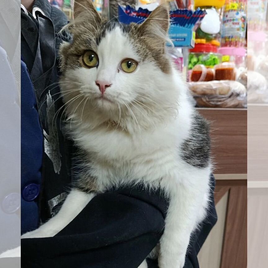 Котёнок в добрые руки