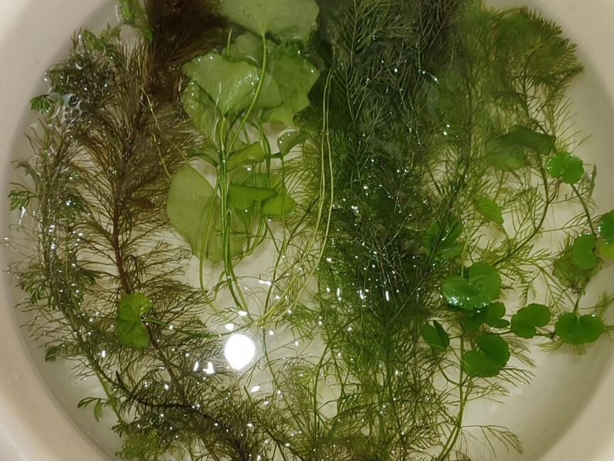 Аквариумная прополка много растений