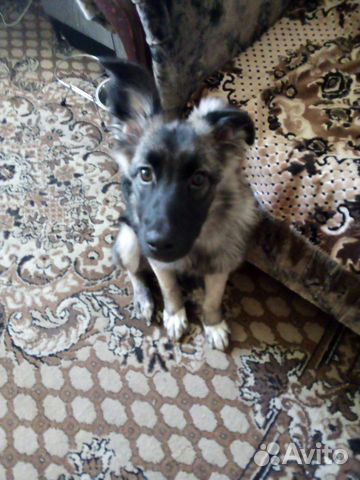 Собака. Бесплатно