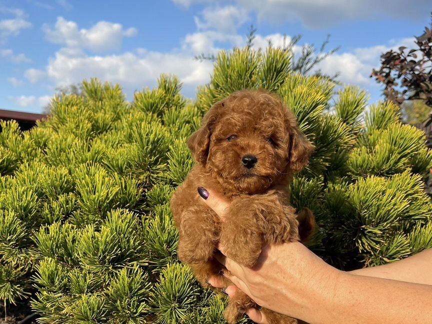 Мальчик той пуделя