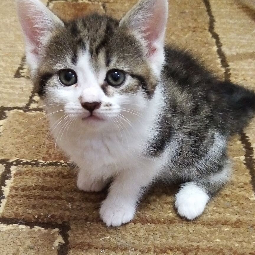 Котенок, кошечка