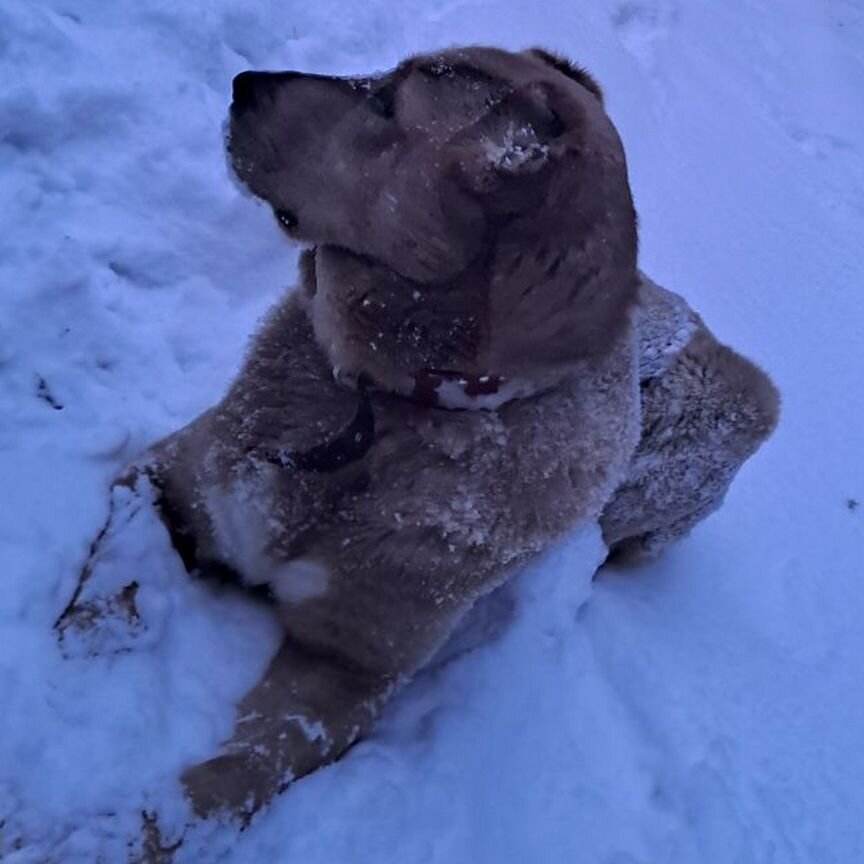 Отдам в добрые руки