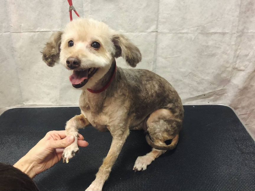 Собака в добрые руки в дар