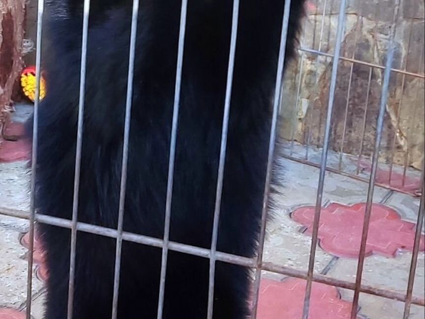 Девочка подрощенная Схипперке