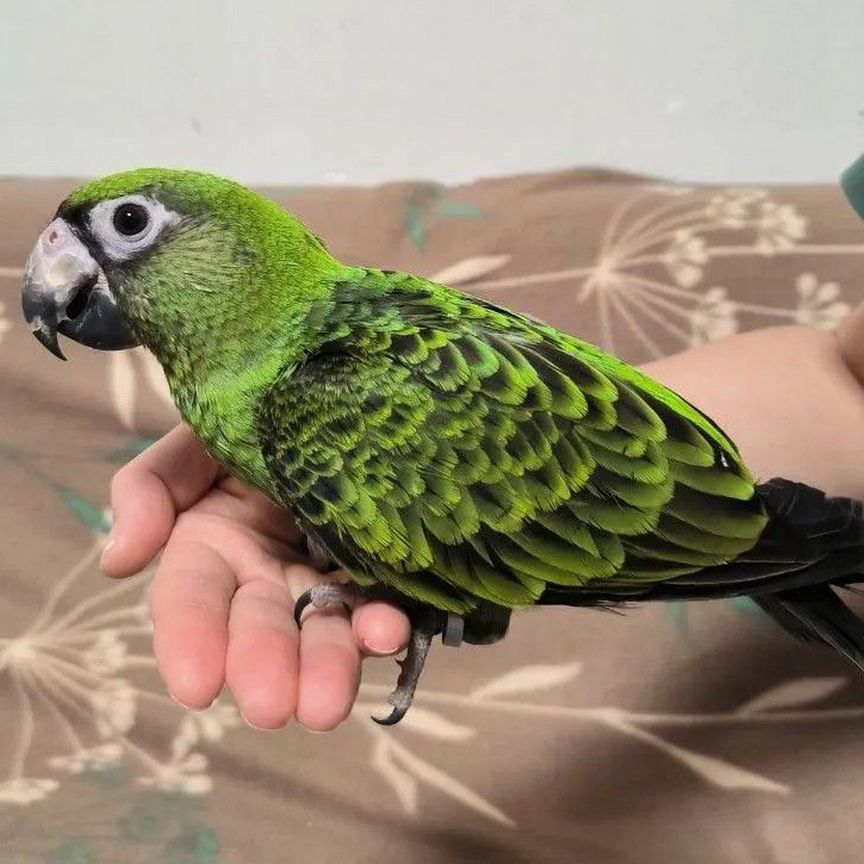 Попугай конголезский птенец выкормыш