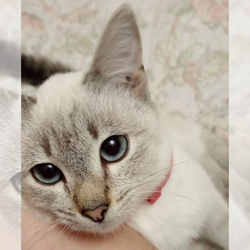 Тайские котята