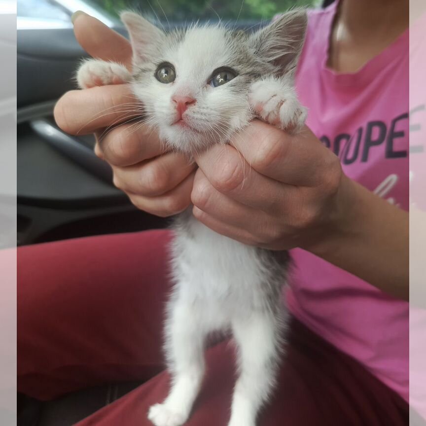 Котенок мальчик в добрые руки