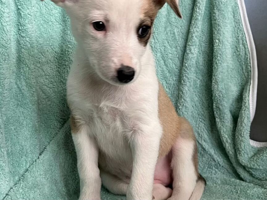 Щенок сероглазая Нора в добрые руки