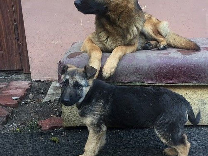 Щенки от дрессированных немецких овчарок