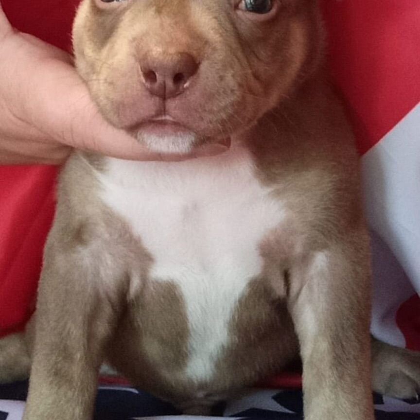 Щенки американского булли