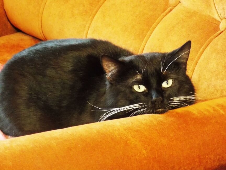 Ласковый черно-белый кот - видео