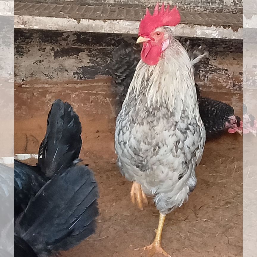 Куры и петухи домашние